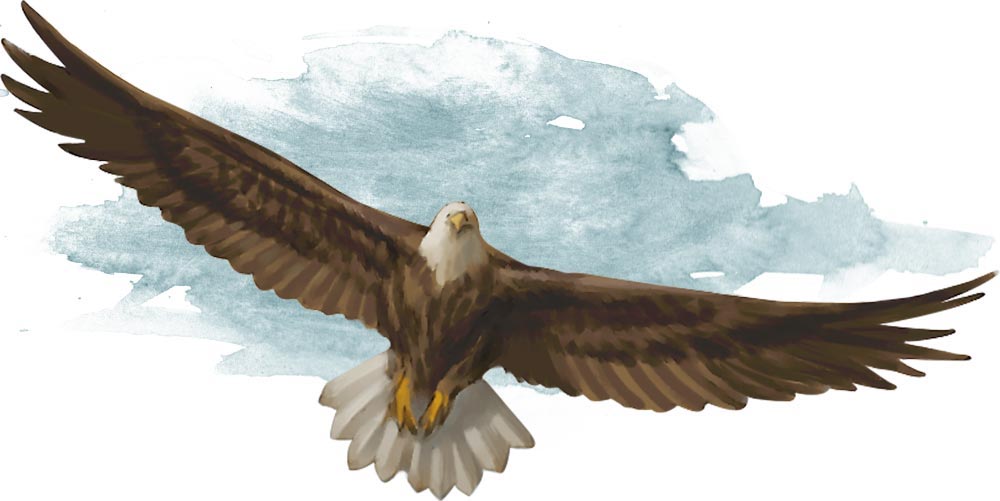 Орел [Eagle] / Бестиарий D&D 5 / Monster manual