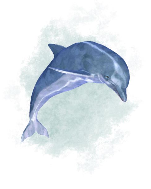 Дельфин [Dolphin] / Бестиарий D&D 5 / Volo's guide to monsters