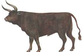 Вол [Ox] / Бестиарий D&D 5 / Mordenkainen Presents: Monsters of the ...